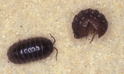 Pill Bugs – AlphaGuard Pest Solutions